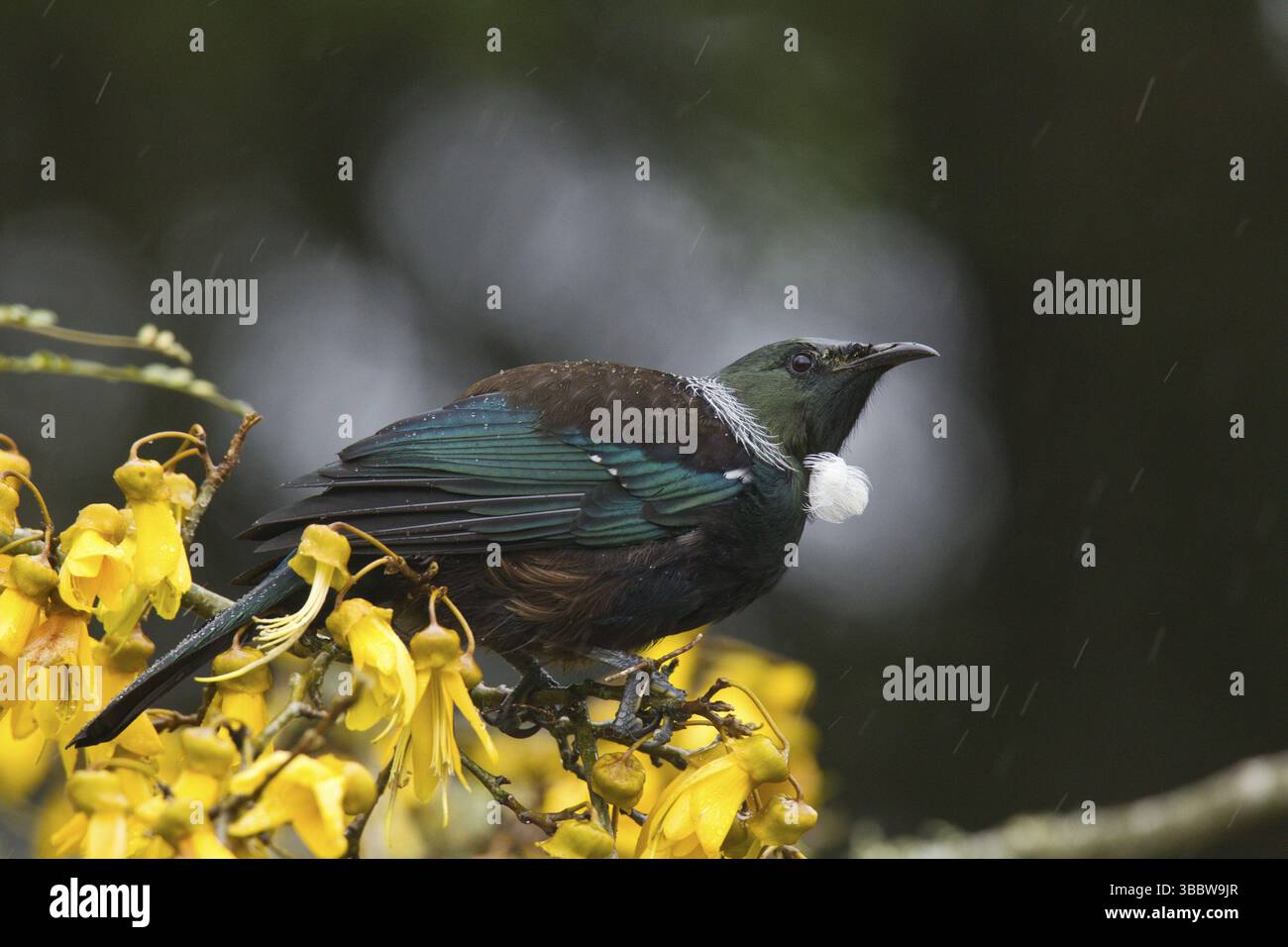 Auckland new zealand september hi-res stock photography and images - Alamy