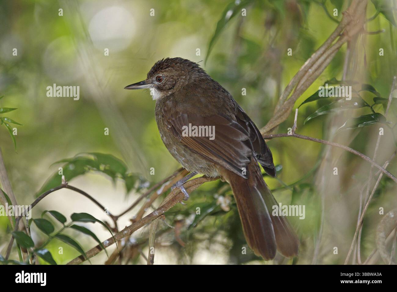 Terrestrial Bulbul, Phyllastrephus terrestris Stock Photo - Alamy