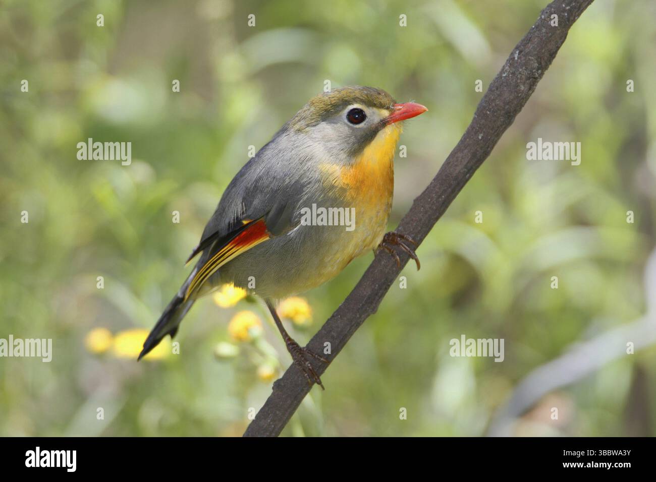 Red-billed Leiothrix, Leiothrix lutea Stock Photo - Alamy
