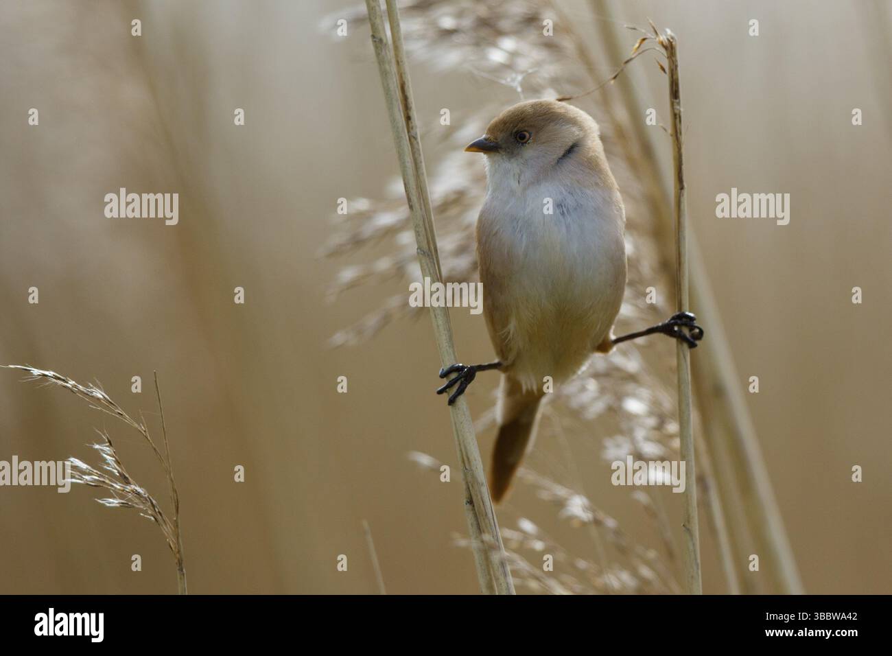 Bearded Reedling (Panurus biarmicus) female, Netherlands Stock Photo ...