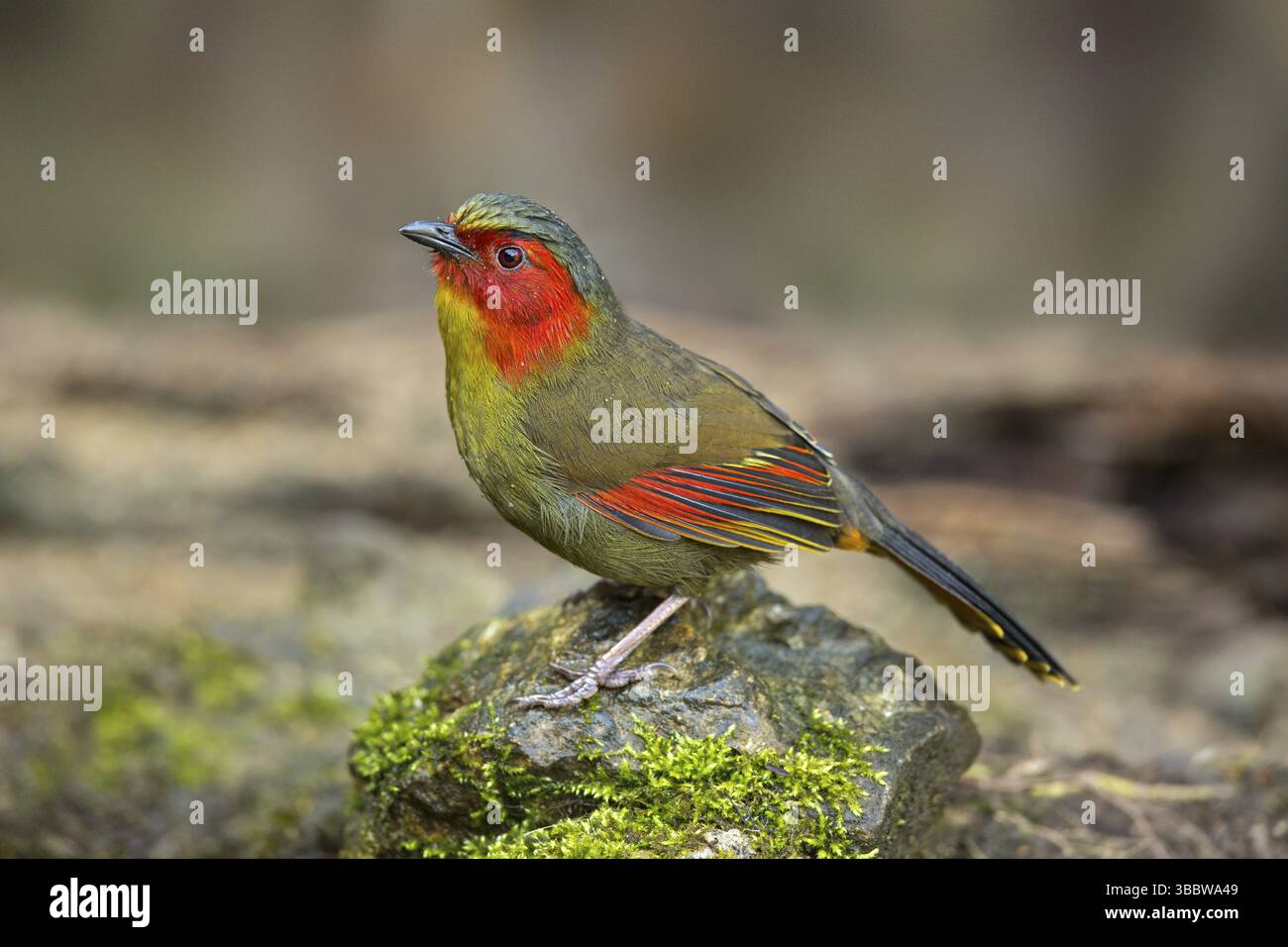 Red-faced Liocichla (Liocichla phoenicea), Yunnan, China, Asia Stock ...