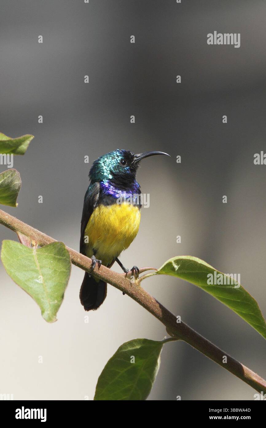 Variable Sunbird, Cinnyris venustus Stock Photo - Alamy