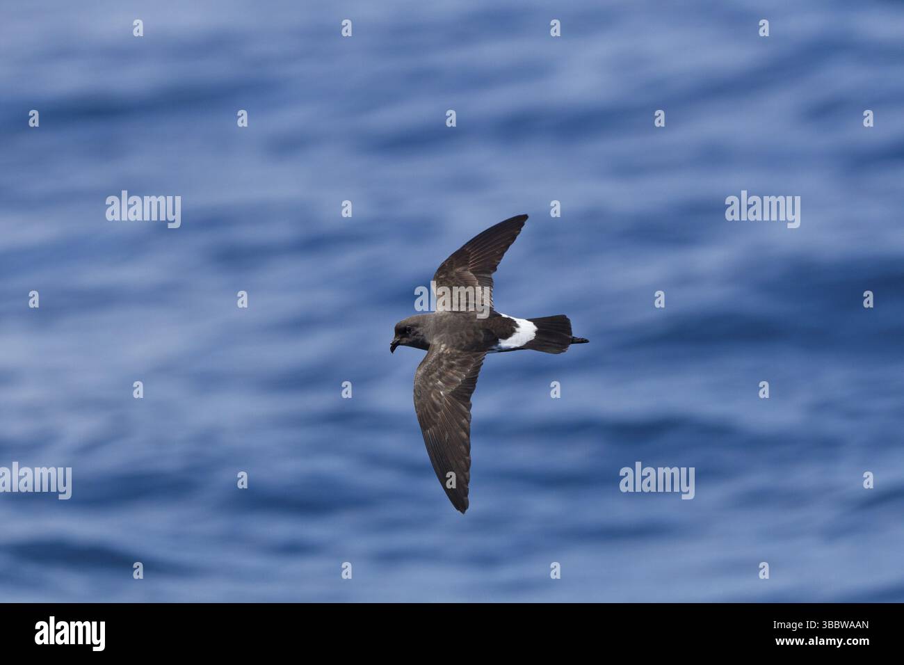 New Zealand storm petrel (Fregetta maoriana) in flight Stock Photo - Alamy