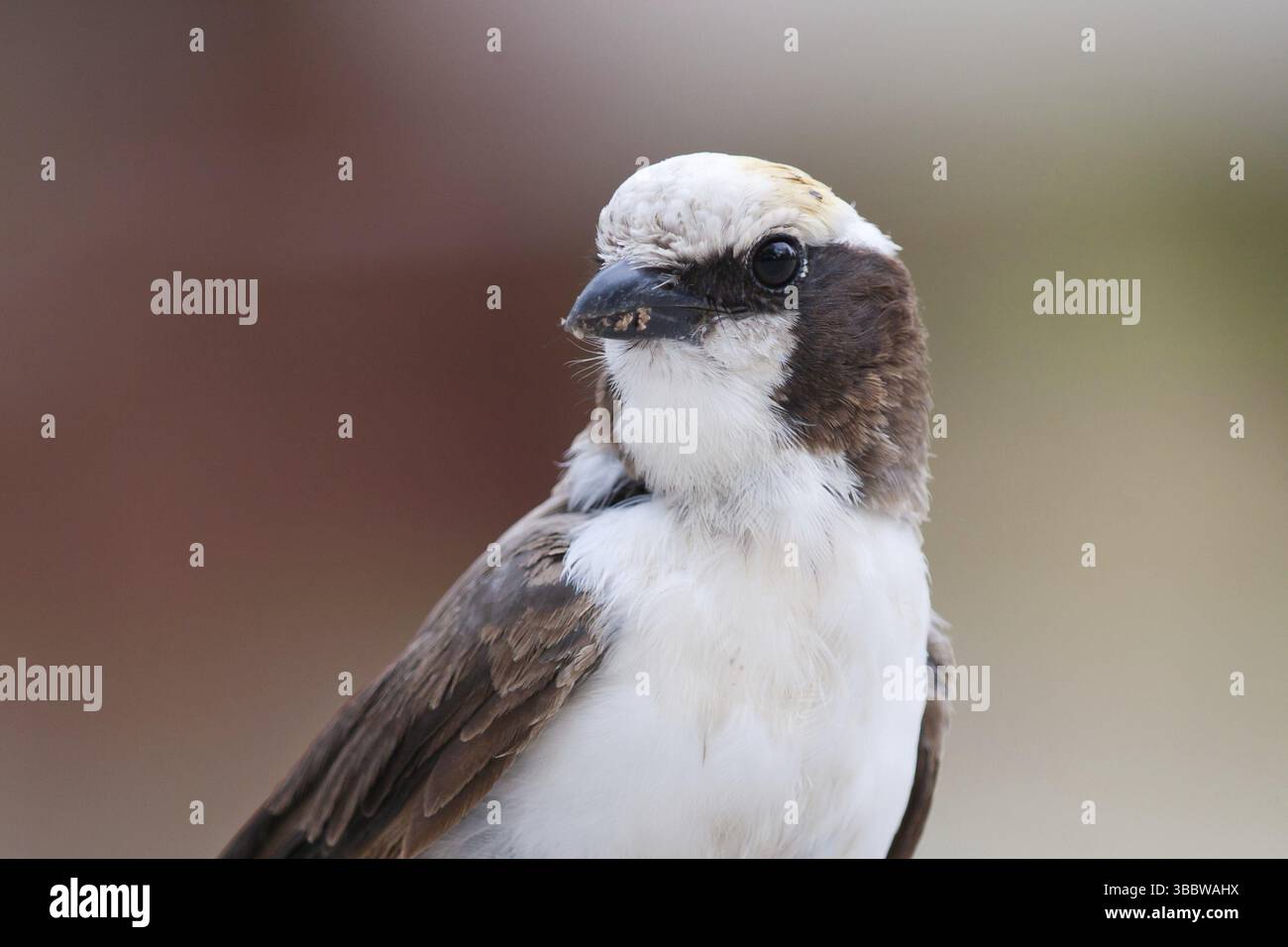 Southern White-crowned Shrike (Eurocephalus anguitimens), Namibia ...