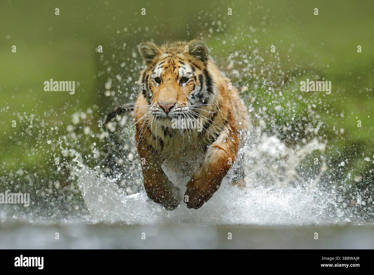 Tiger running in the water. Danger animal, tajga in Russia. Animal in ...