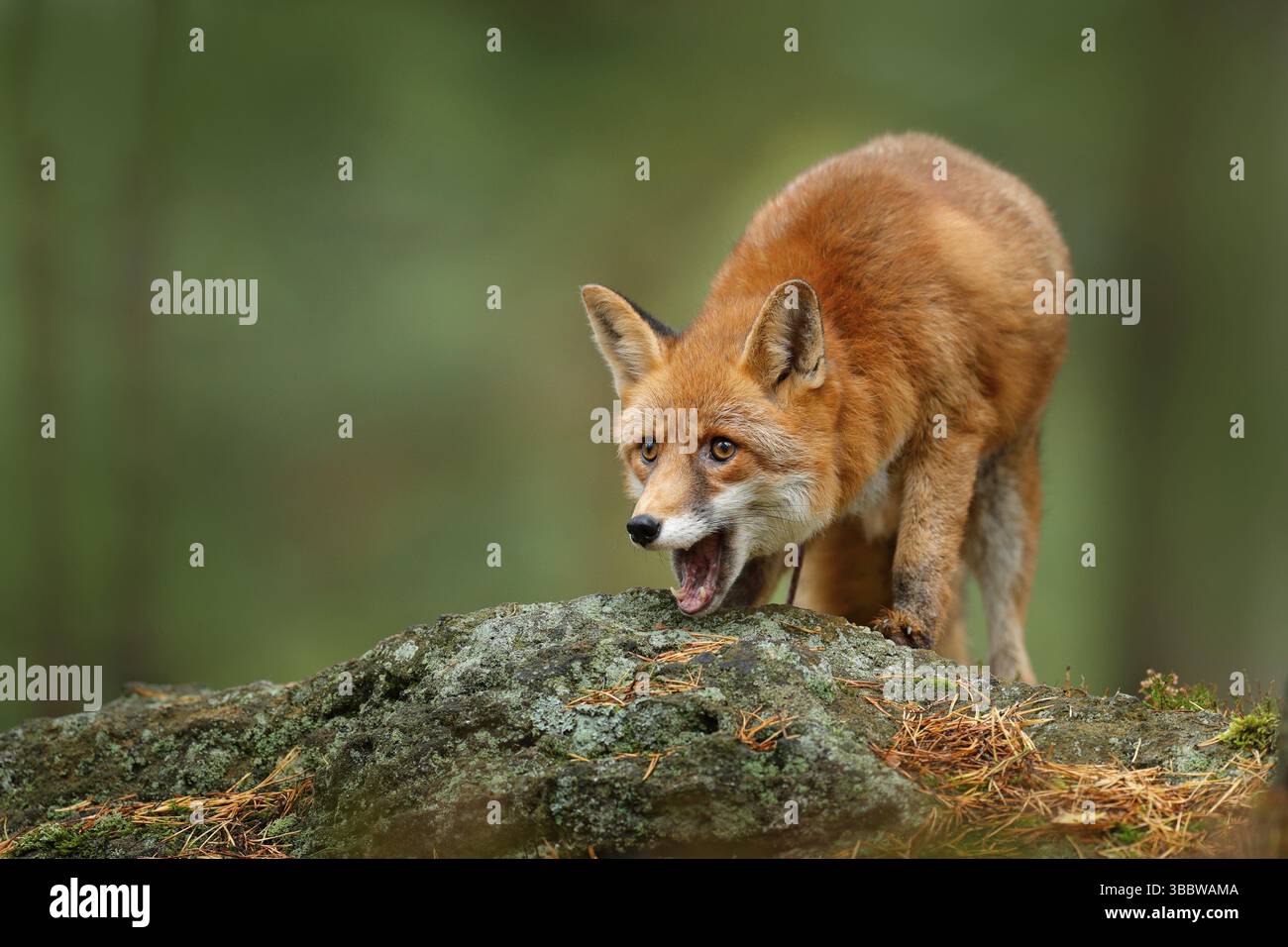 Animal, green environment, stone. Fox in forest. Cute Red Fox, Vulpes ...