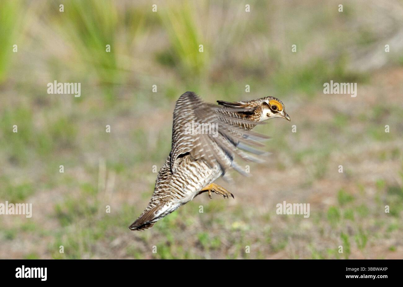 Lesser Prairie-Chicken Tympanuchus pallidicinctus Milnesand, New Mexico ...
