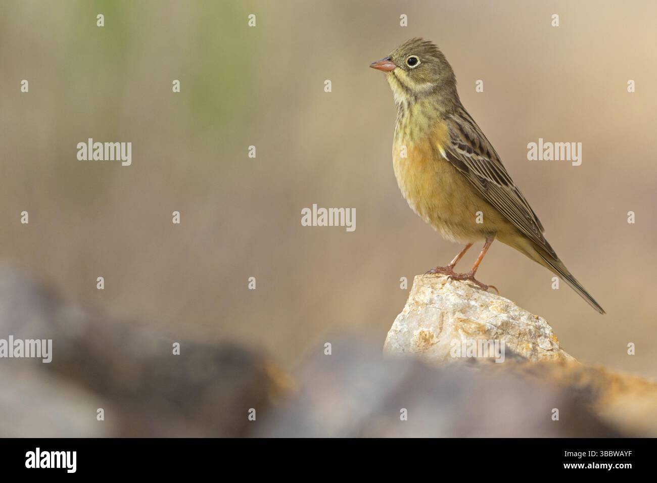 Ortolan, Ortolan Bunting, Emberiza hortulana, Bruant ortolan, Escribano ...