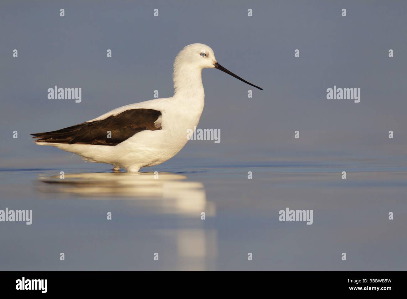 Banded Stilt (Cladorhynchus leucocephalus) juvenile, Victoria ...