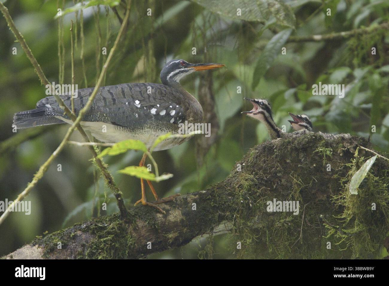 Sunbittern (Eurypyga helias) chick, Costa Rica, Central America Stock ...