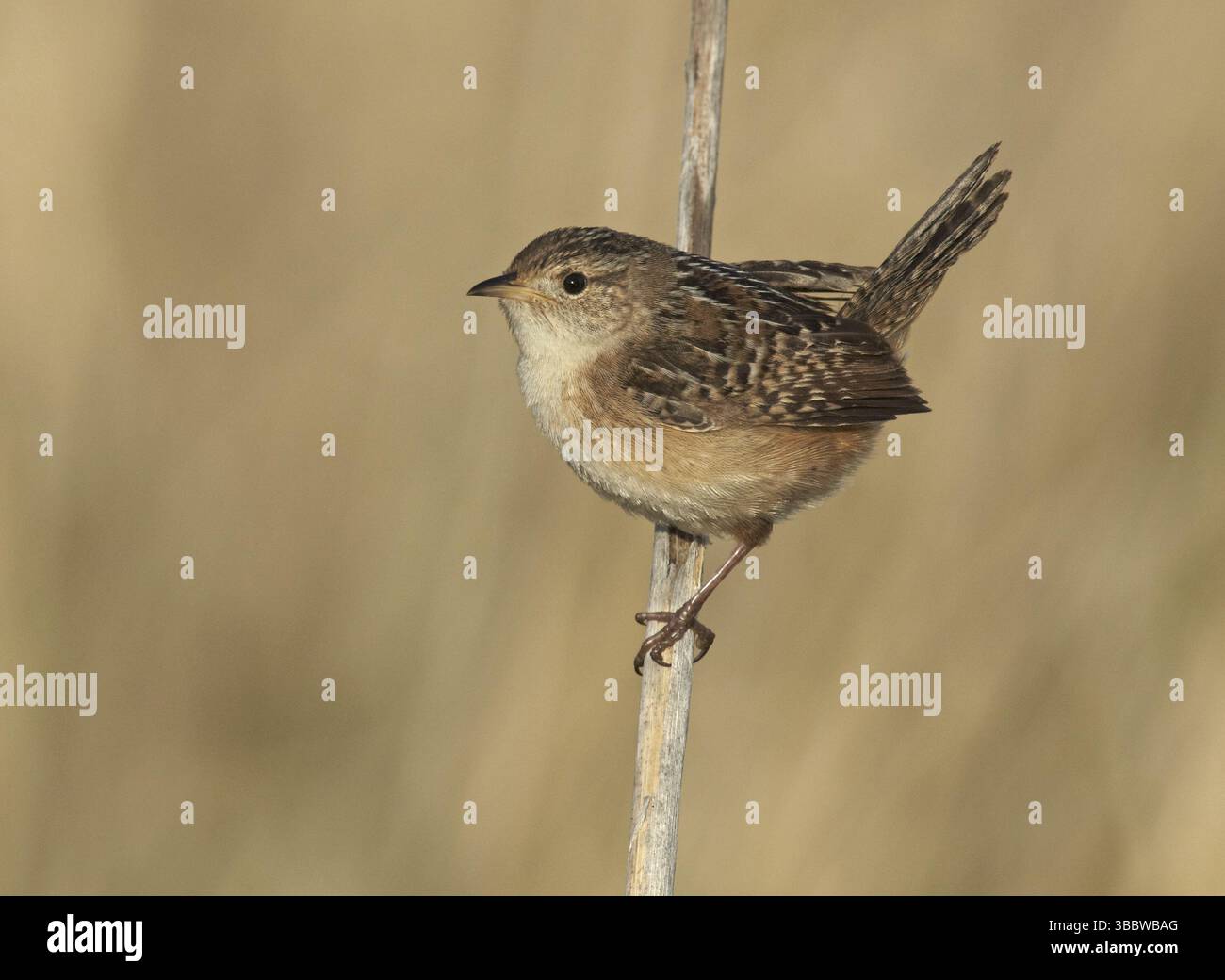 Sedge Wren (Cistothorus platensis), Minnesota, USA, North America Stock ...
