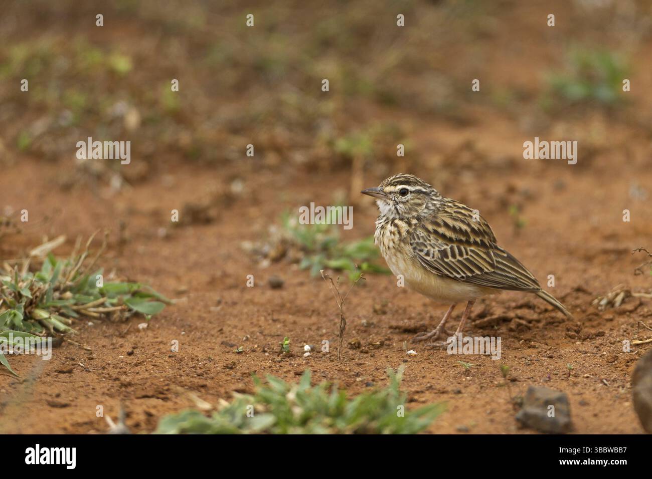 Sabota Lark (Calendulauda sabota), South Africa, Africa Stock Photo - Alamy