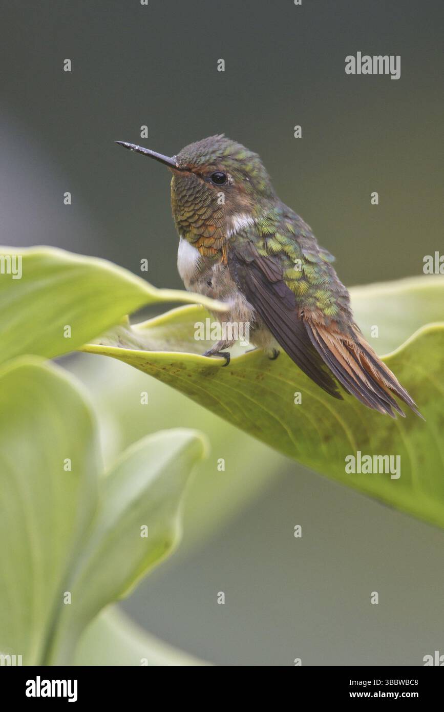 Scintillant Hummingbird (Selasphorus scintilla), Costa Rica, Central ...