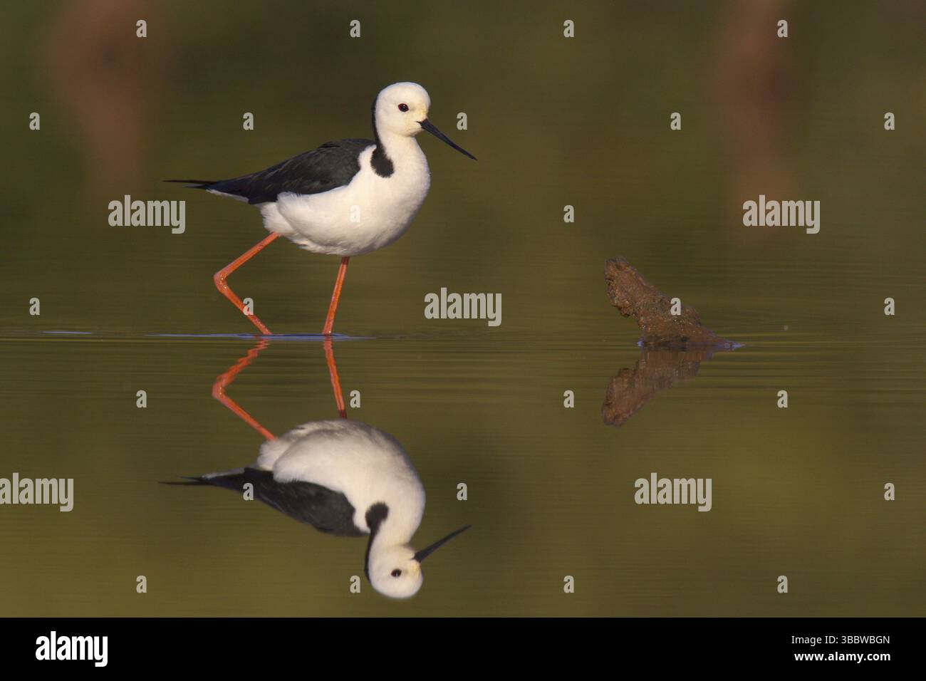 White-headed Stilt (Himantopus leucocephalus), New South Wales ...