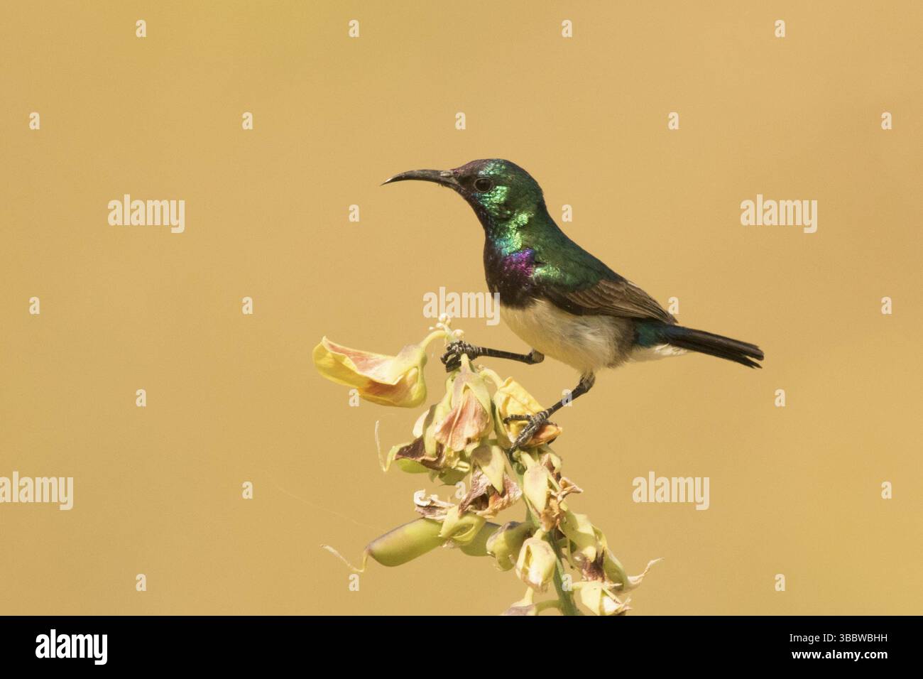 Variable Sunbird (Cinnyris venustus) male, Gambia, Africa Stock Photo ...