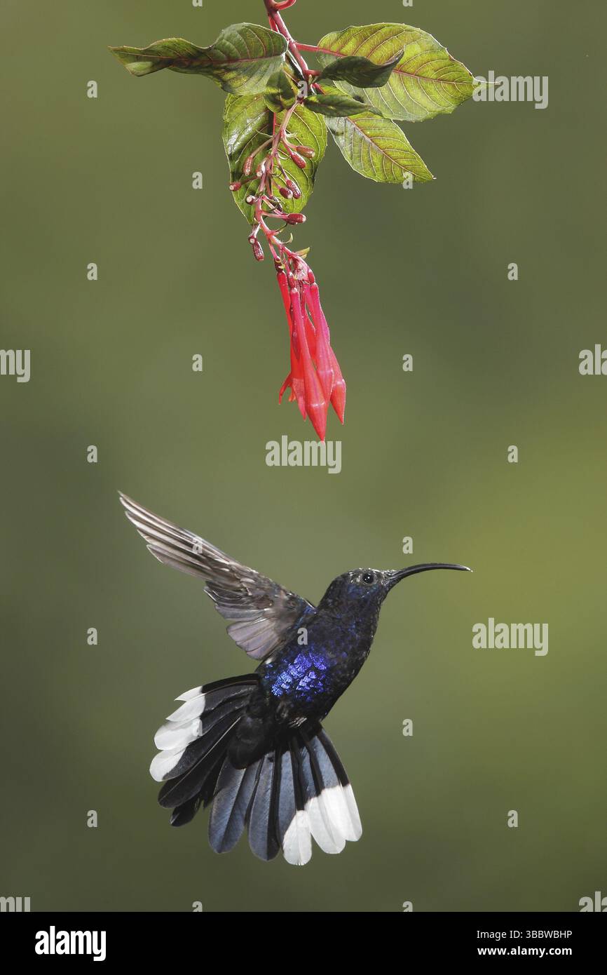 Violet Sabrewing (Campylopterus hemileucurus) male flying, Bosque de ...