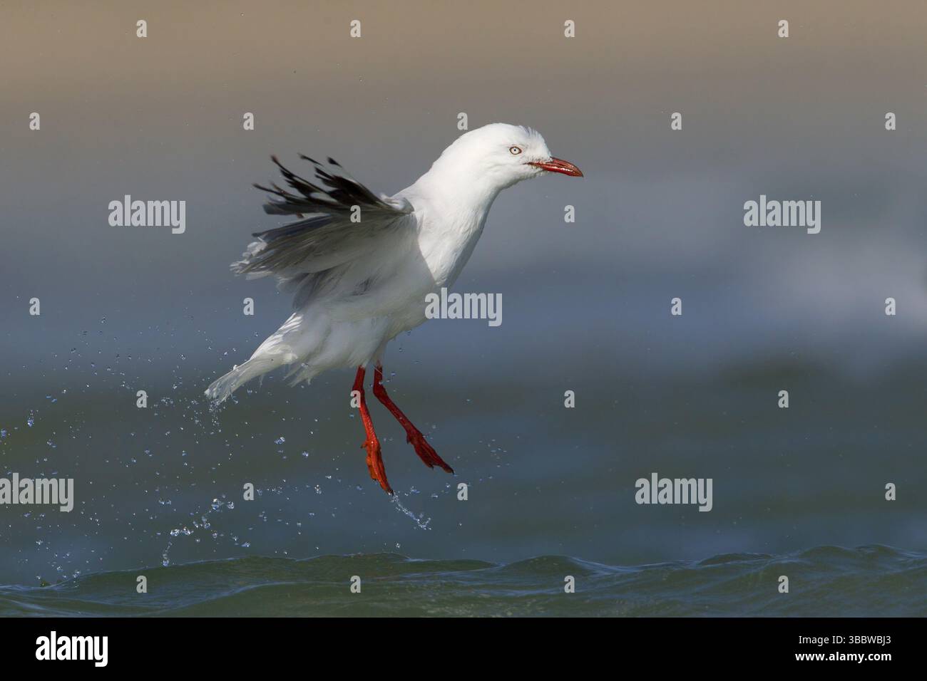 Silver Gull (Chroicocephalus novaehollandiae) flying, Victoria ...