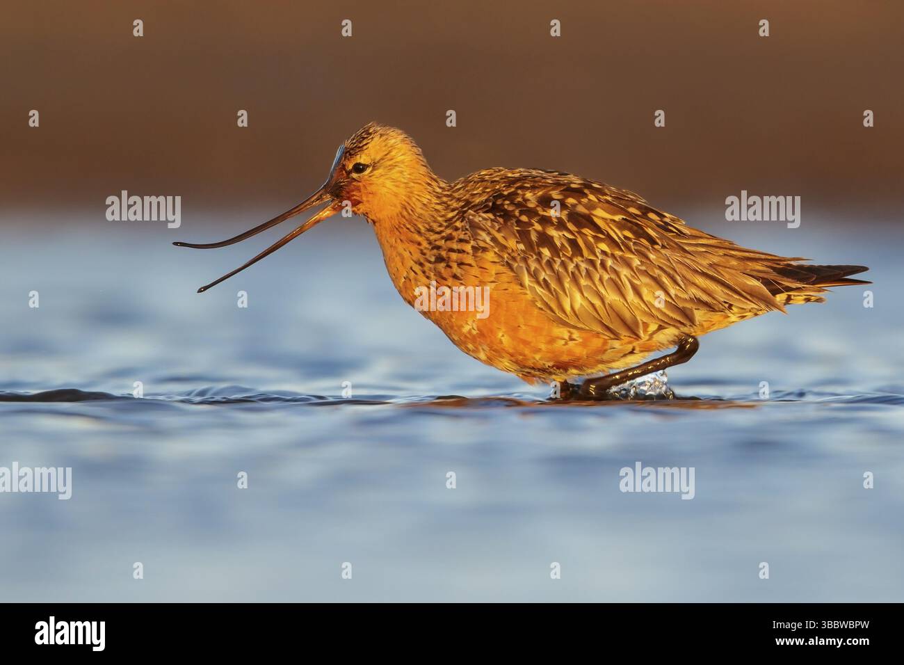 Bar-tailed Godwit (Limosa lapponica) feeding along a river in Nome ...