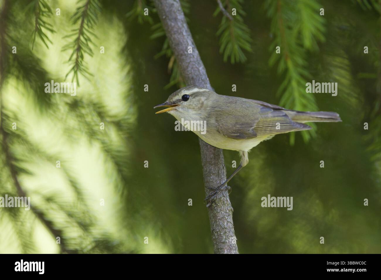 Greenish Warbler - Gruenlaubsaenger - Phylloscopus trochiloides Stock ...