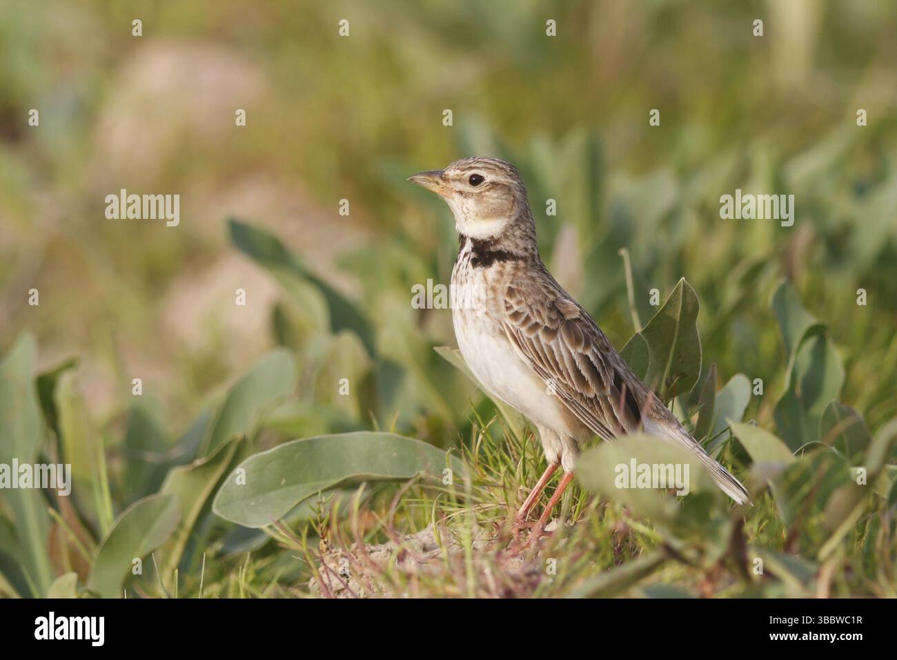 Calandra Lark (Melanocorypha calandra), Ankara, Turkey, Asia Stock ...