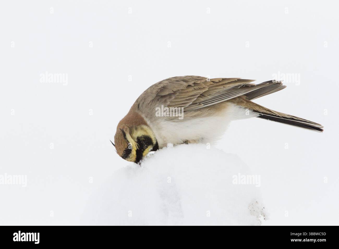 Temminck's Lark (Eremophila bilopha), Morocco, Africa Stock Photo - Alamy