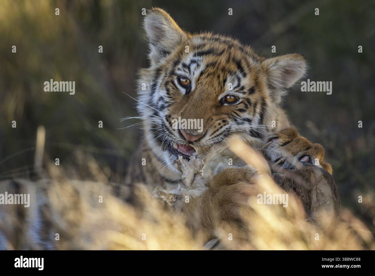 Bengal Tiger (Panthera tigris) cub portrait, captive, Philippolis ...