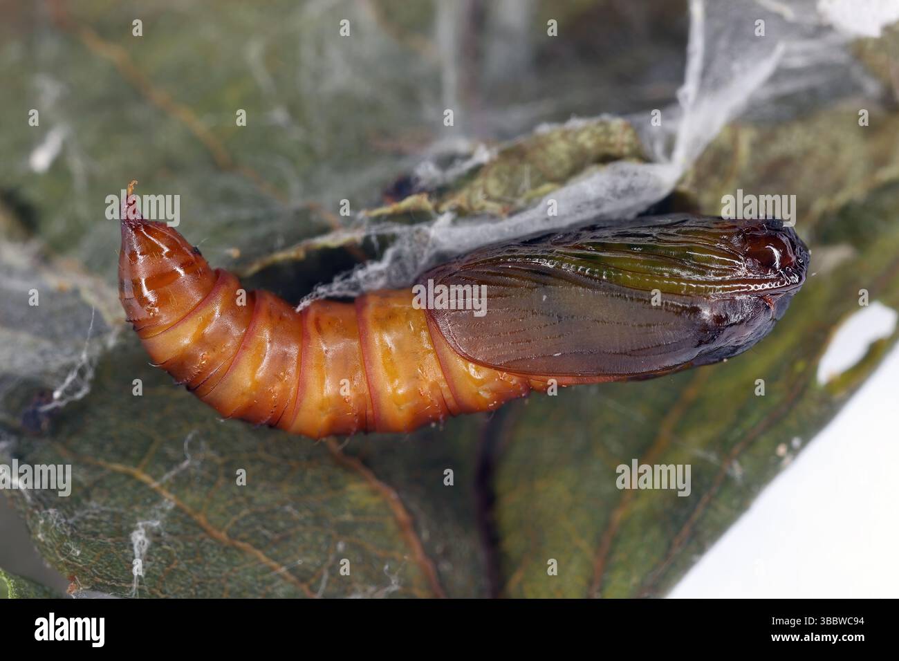Pupa of Archips rosana, the rose tortrix Stock Photo - Alamy
