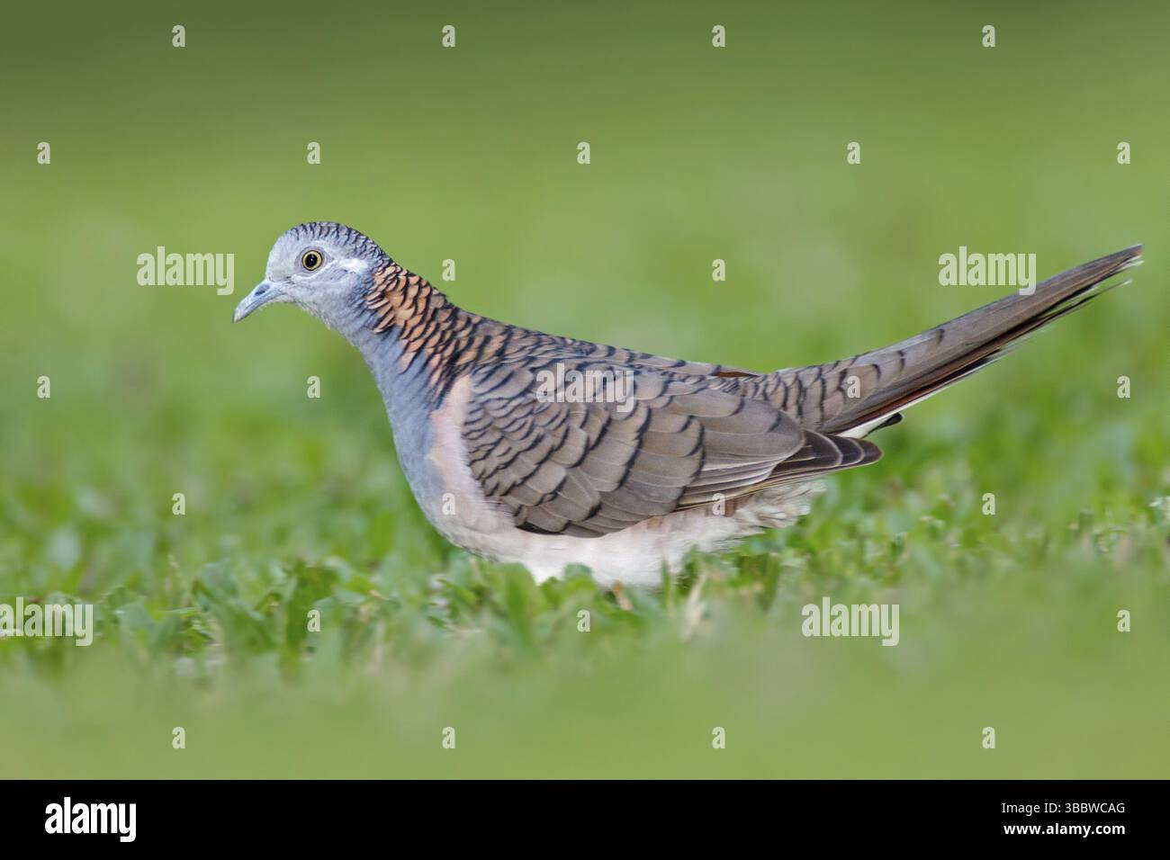 Bar-shouldered Dove (Geopelia humeralis) male, Queensland, Australia ...