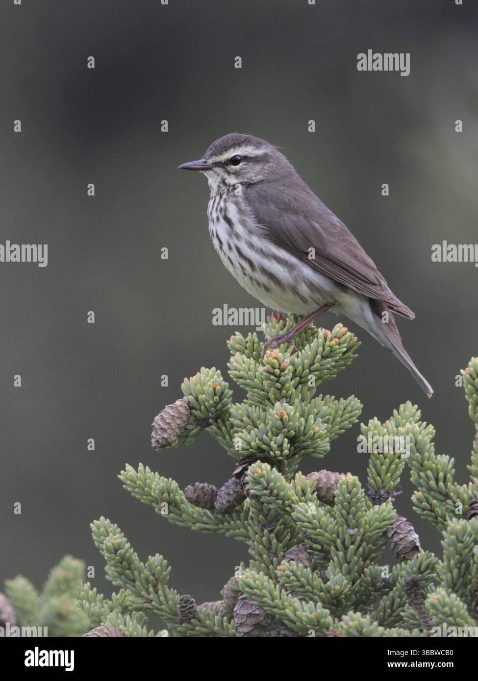 Northern Waterthrush (Parkesia noveboracensis), Alaska, USA, North ...