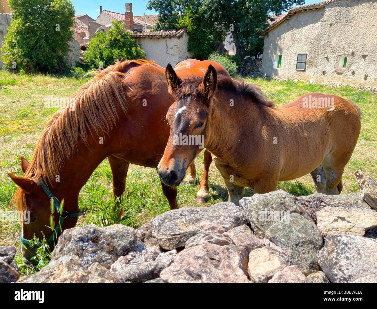 Colt and mare in a meadow. Pinilla del Valle, Madrid province, Spain ...