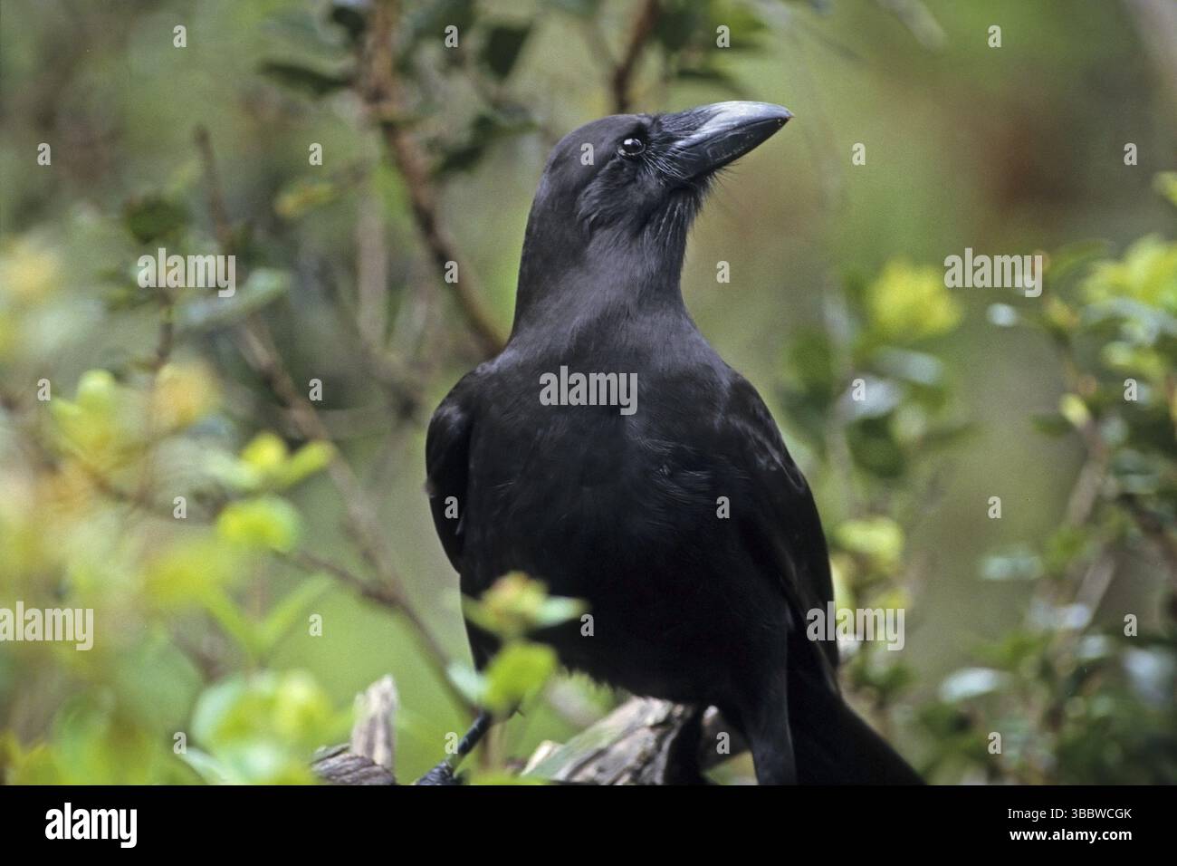 Hawaiian Crow, Alala, Corvus hawaiiensis, endangered Stock Photo - Alamy