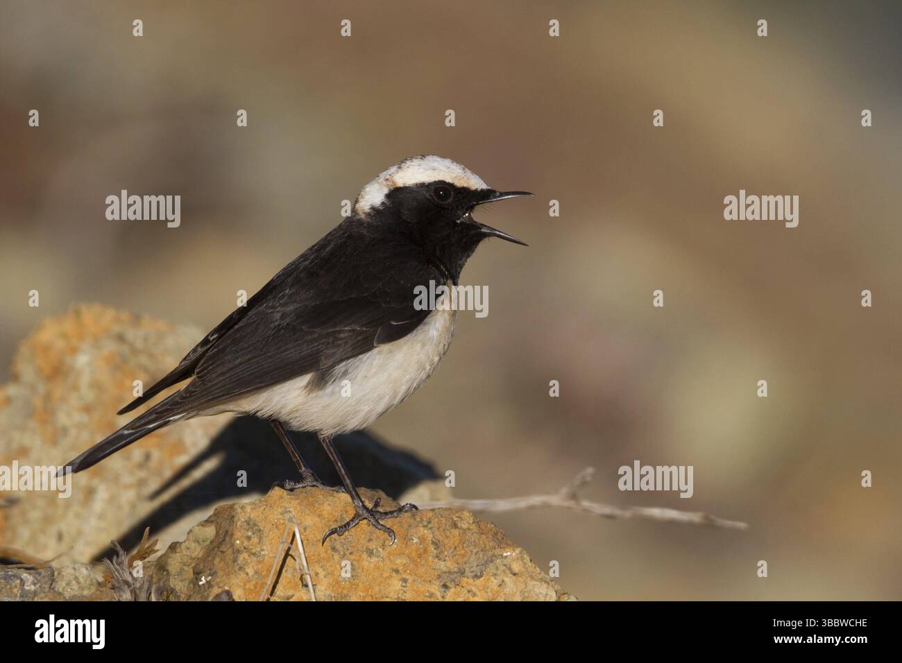Cyprus Wheatear (Oenanthe cypriaca) male singing, Cyprus, Europe Stock ...