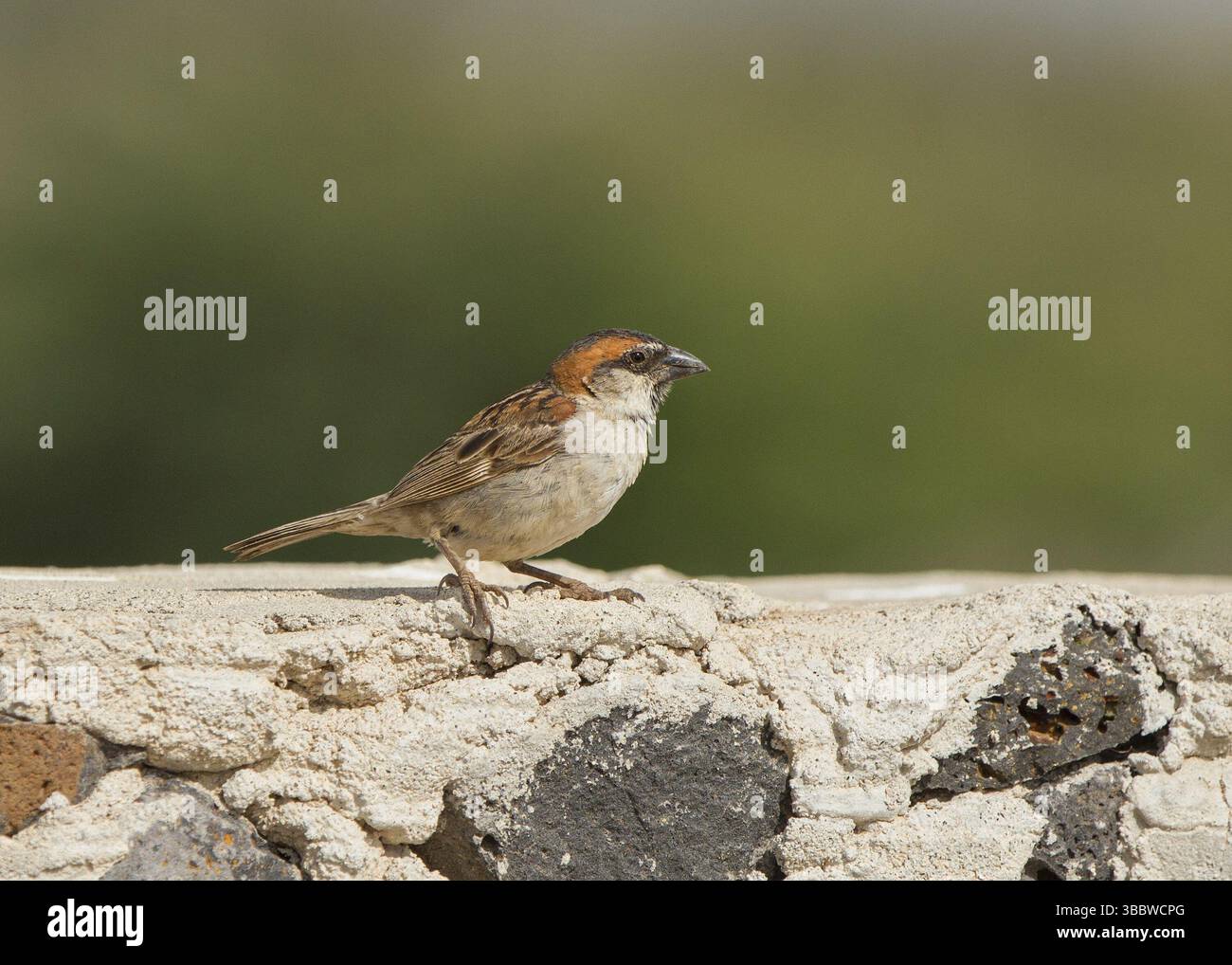 Iago Sparrow (Passer iagoensis) male, Cape Verde, Africa Stock Photo ...