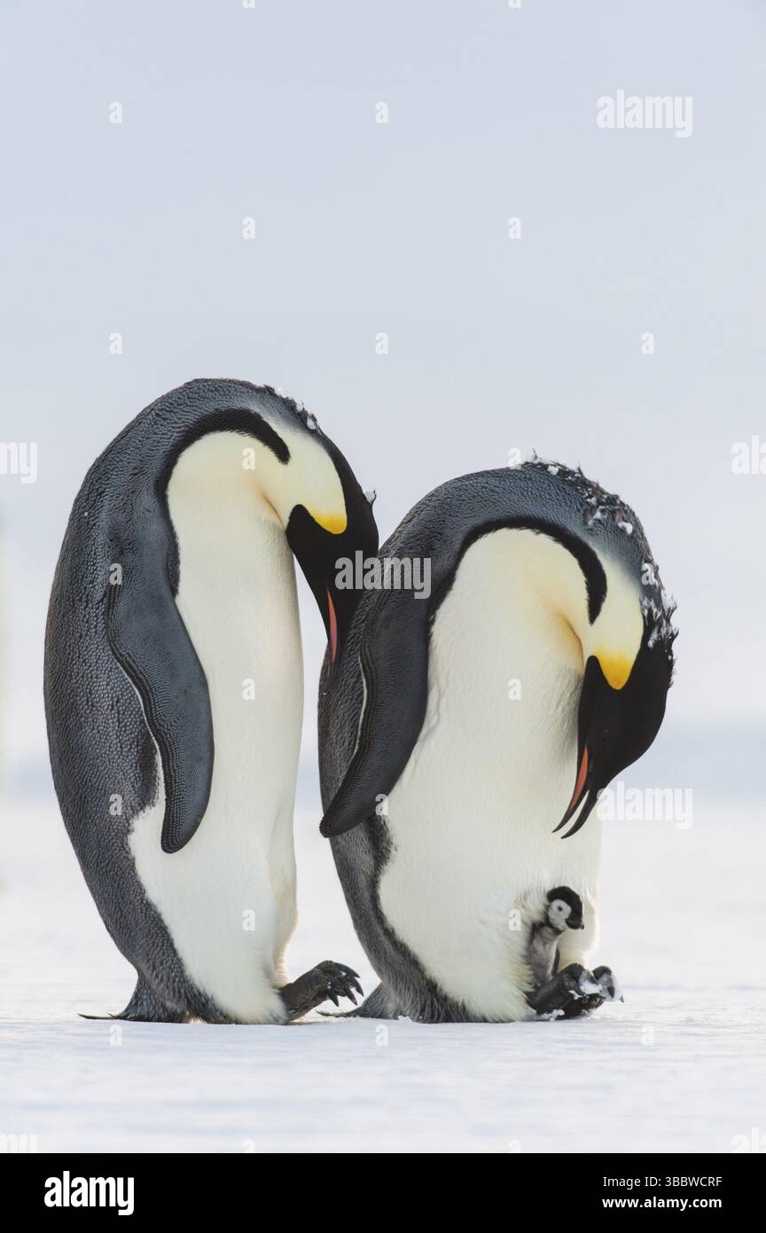 Emperor Penguin (Aptenodytes forsteri) with chick, Queen Maud Land ...