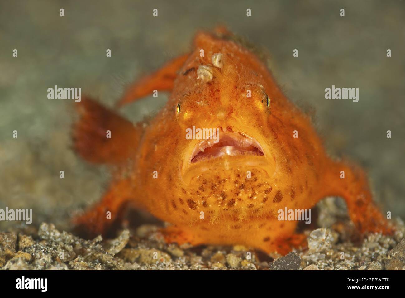 Gestreifter Anglerfisch, Antennarius striatus Striated frogfish ...