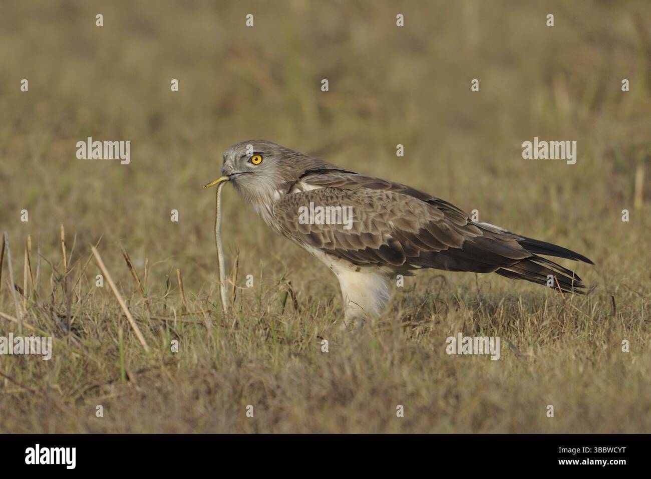 Short-toed Snake Eagle (Circaetus gallicus), India, Asia Stock Photo ...