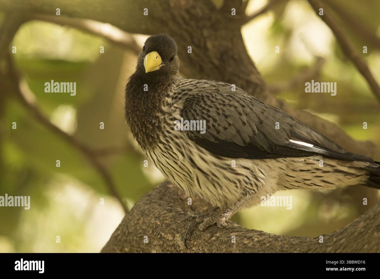 Western Plantain-eater (Crinifer piscator), Gambia, Africa Stock Photo ...