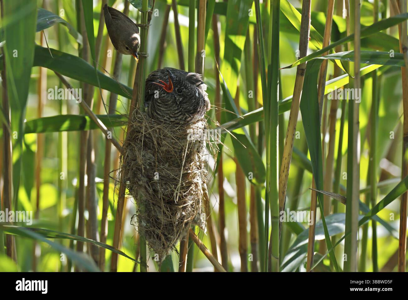 Common Cuckoo & Eurasian Reed Warbler (Cuculus canorus & Acrocephalus ...