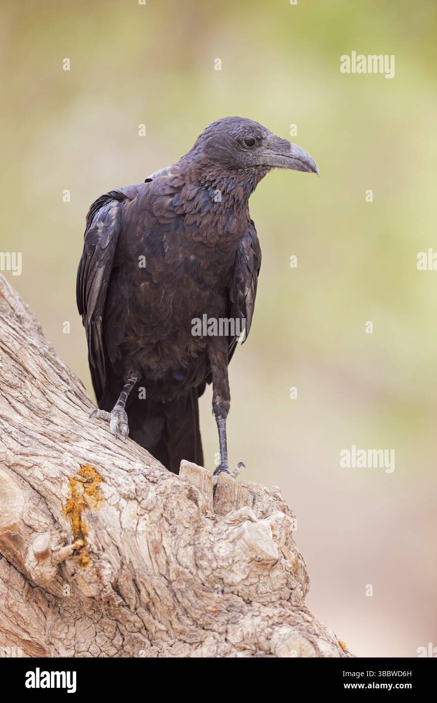 Borstenrabe, Fan-tailed Raven, Corvus rhipidurus, Corbeau a queue ...