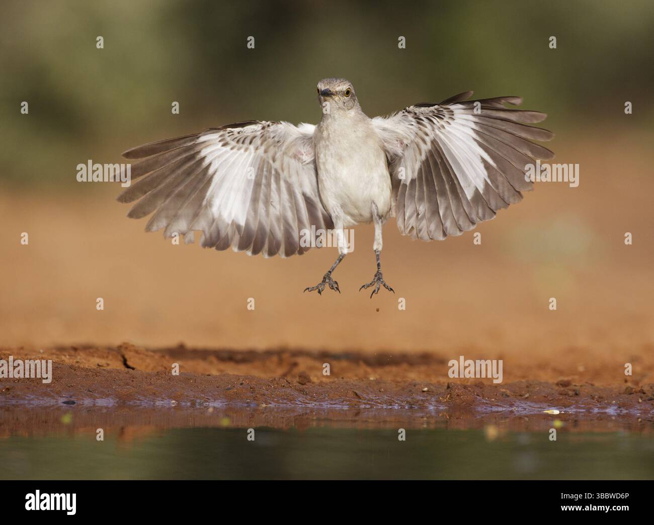 Northern mockingbird flight hi-res stock photography and images - Alamy