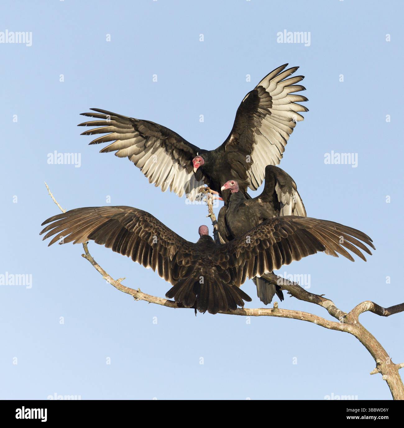 Turkey Vulture (Cathartes aura), Florida, USA, North America Stock ...