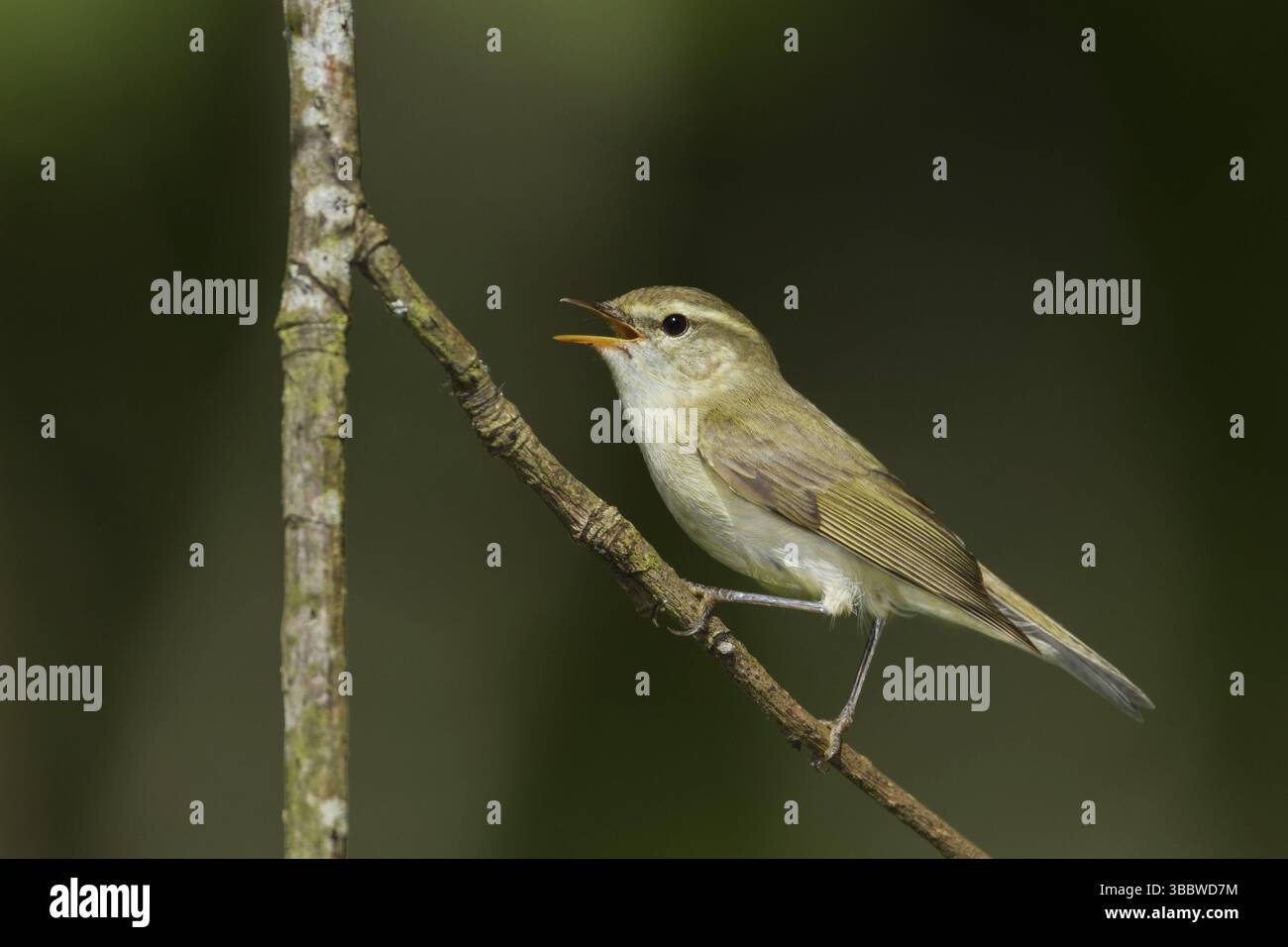 Greenish Warbler - Gruenlaubsaenger - Phylloscopus trochiloides Stock ...