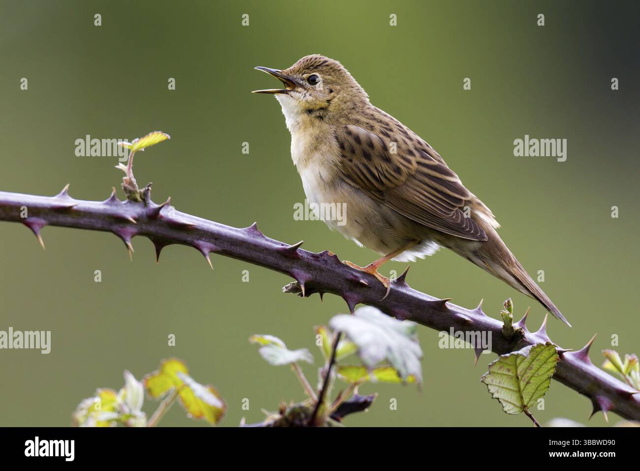 Common Grasshopper Warbler (Locustella naevia) singing, Asturias, Spain ...
