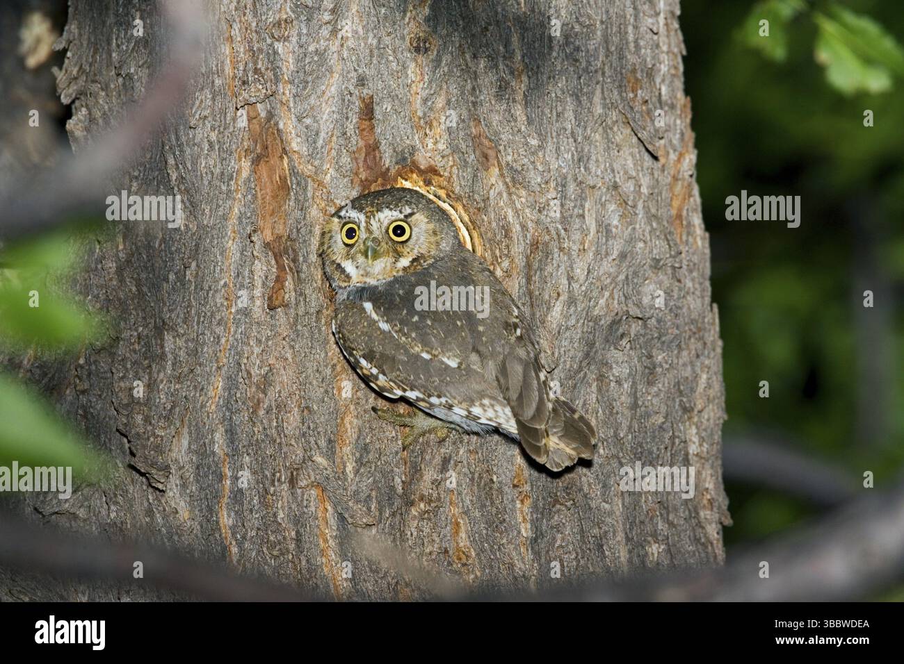 Elf owl hi-res stock photography and images - Alamy