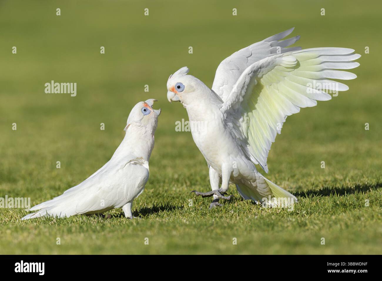 Little Corella (Cacatua sanguinea), Perth, Australia, Oceania Stock ...