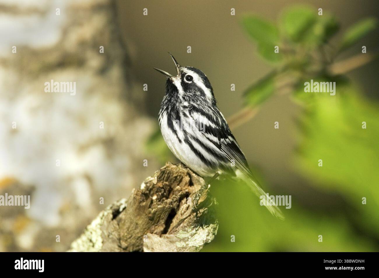 Black-and-white Warbler Mniotilta varia Tamarack, Aitkin County ...