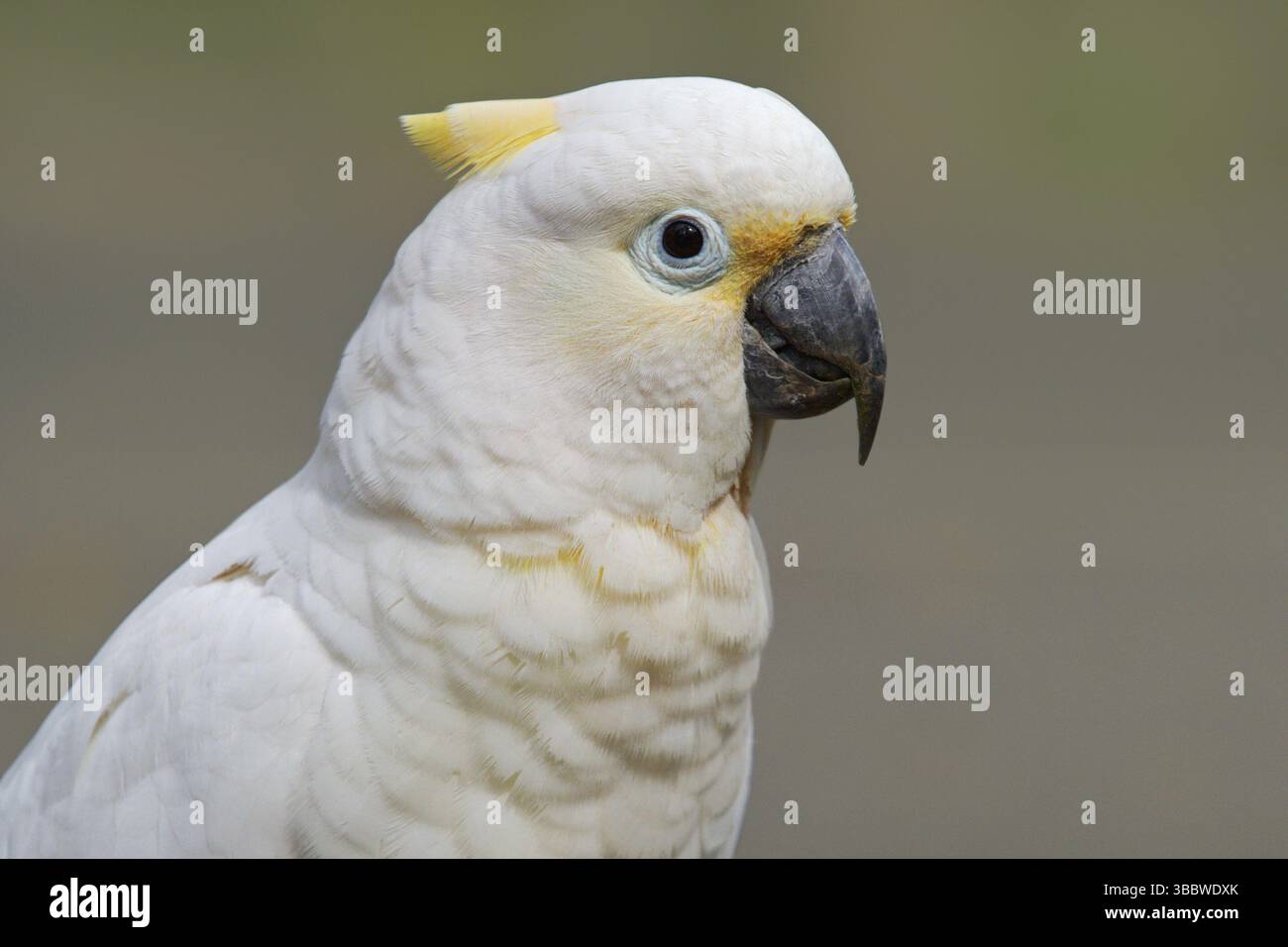 Hybrid: Long-billed Corella x Sulphur-crested Cockatoo (Cacatua ...