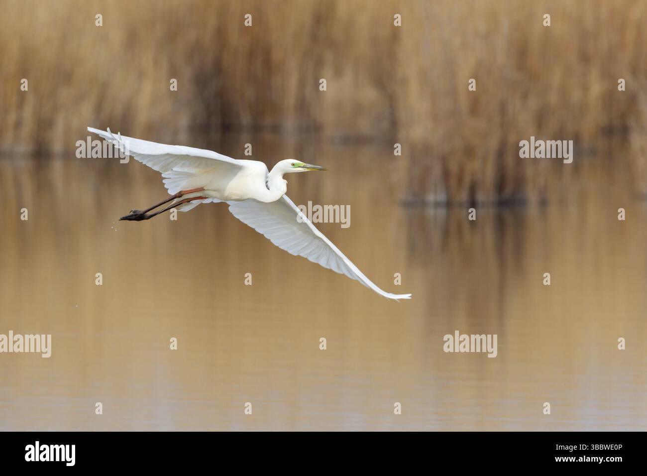 Great Egret (Ardea alba) flying, Lake Neusiedl, Austria, Europe Stock ...