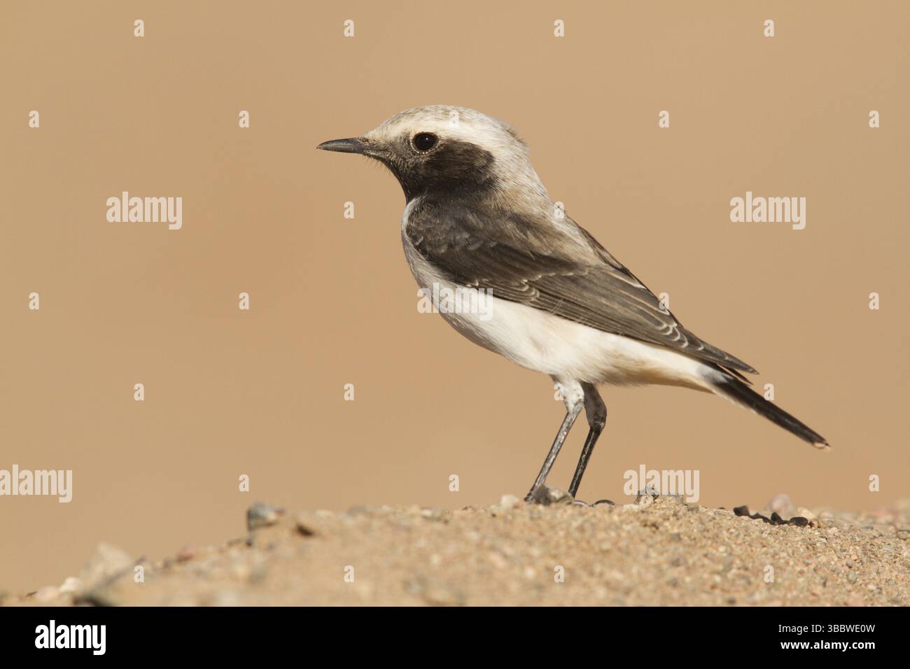 Mourning Wheatear (Oenanthe lugens) female, Morocco, Africa Stock Photo ...