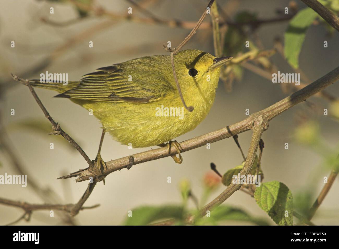 Wilson's Warbler (Cardellina pusilla) female, Costa Rica, Central ...